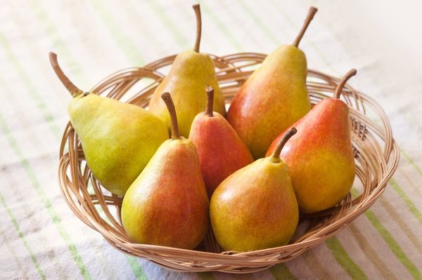Tips & Information about Pear Trees - Page 3 | Gardening Know How
