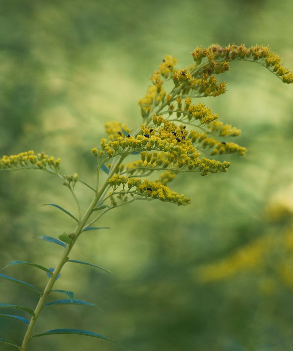 Monty Don’s Chelsea Chop tips will give you extra flowers this spring ...