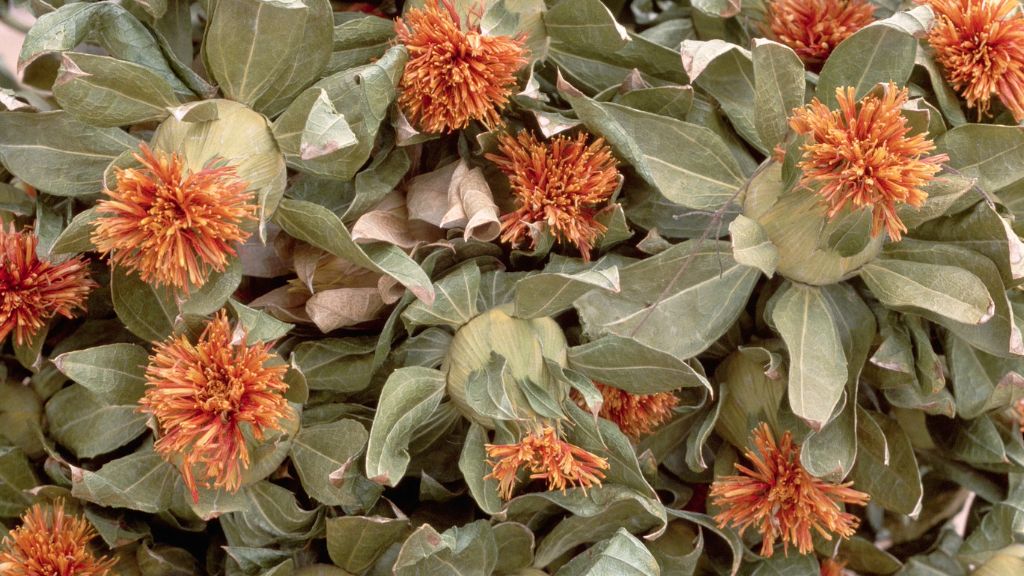 Learn About Safflower History And Uses | Gardening Know How
