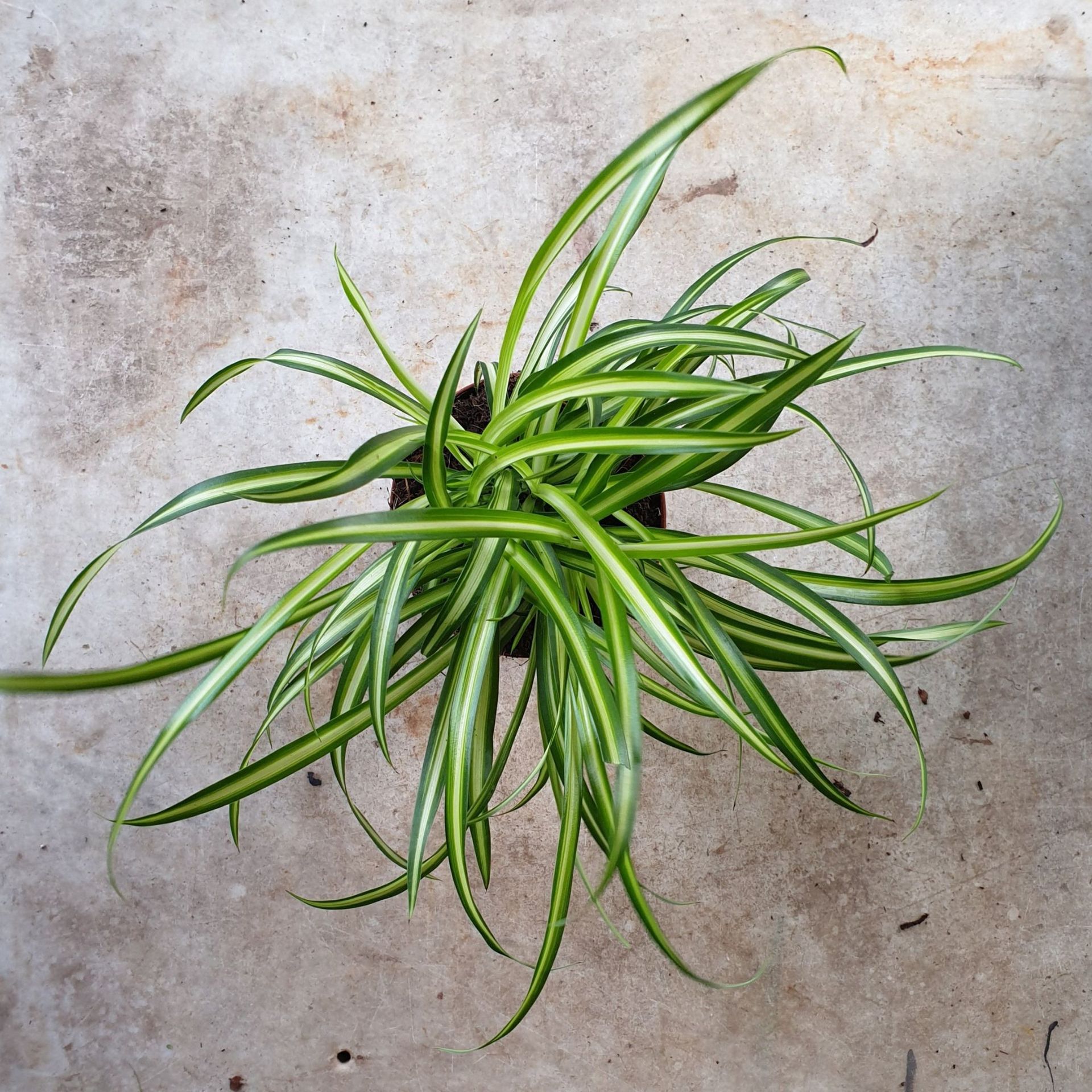 How to care for spider plants - from placement to watering | Ideal Home