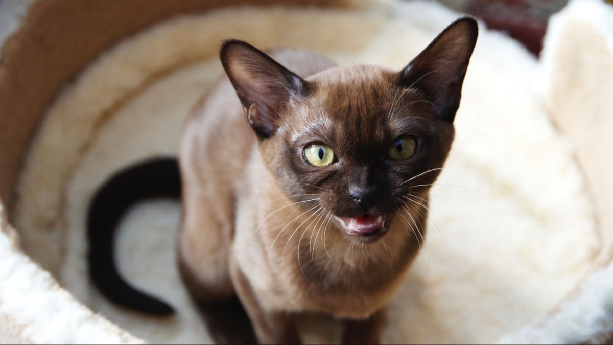 32 cat breeds with the biggest meows | PetsRadar