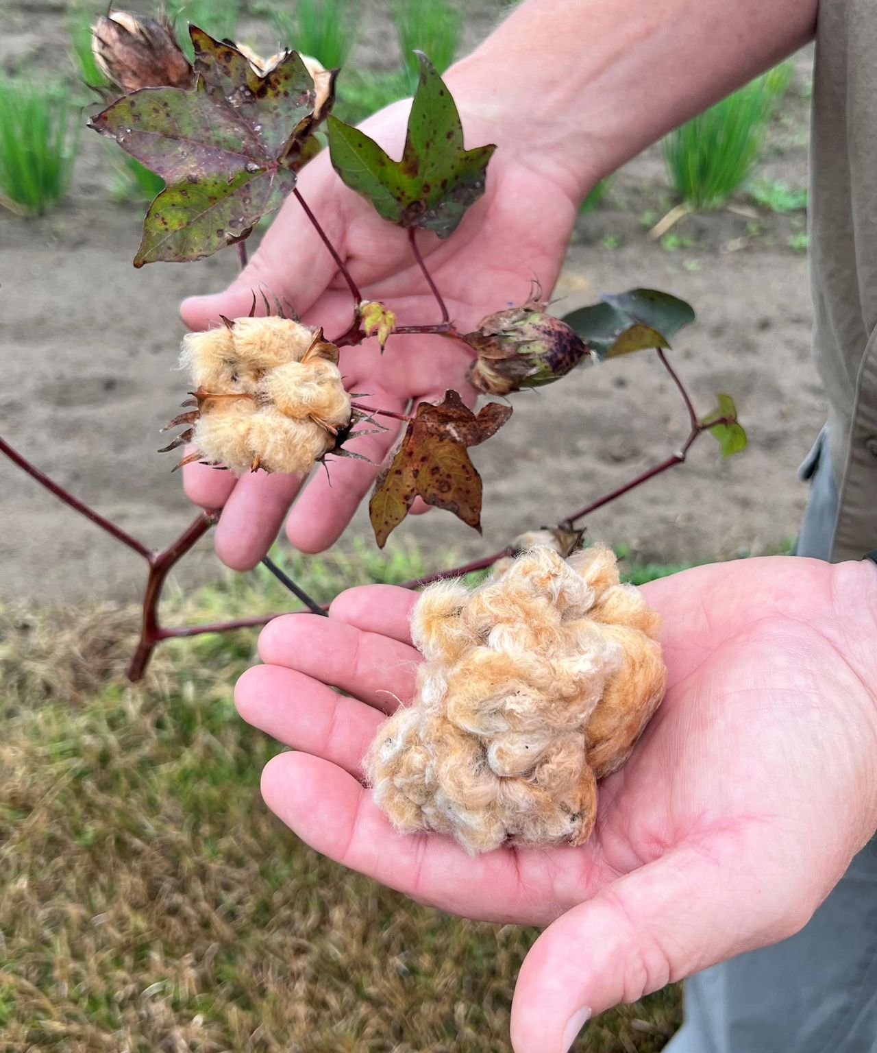 How to grow cotton from seed - from sowing to harvesting | Homes and ...