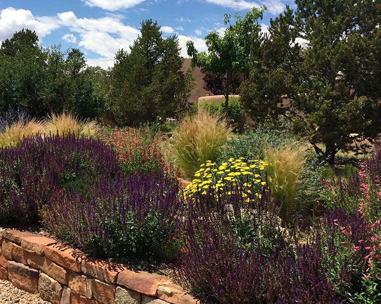 Dry gardens: how to design a drought-tolerant backyard | Gardeningetc