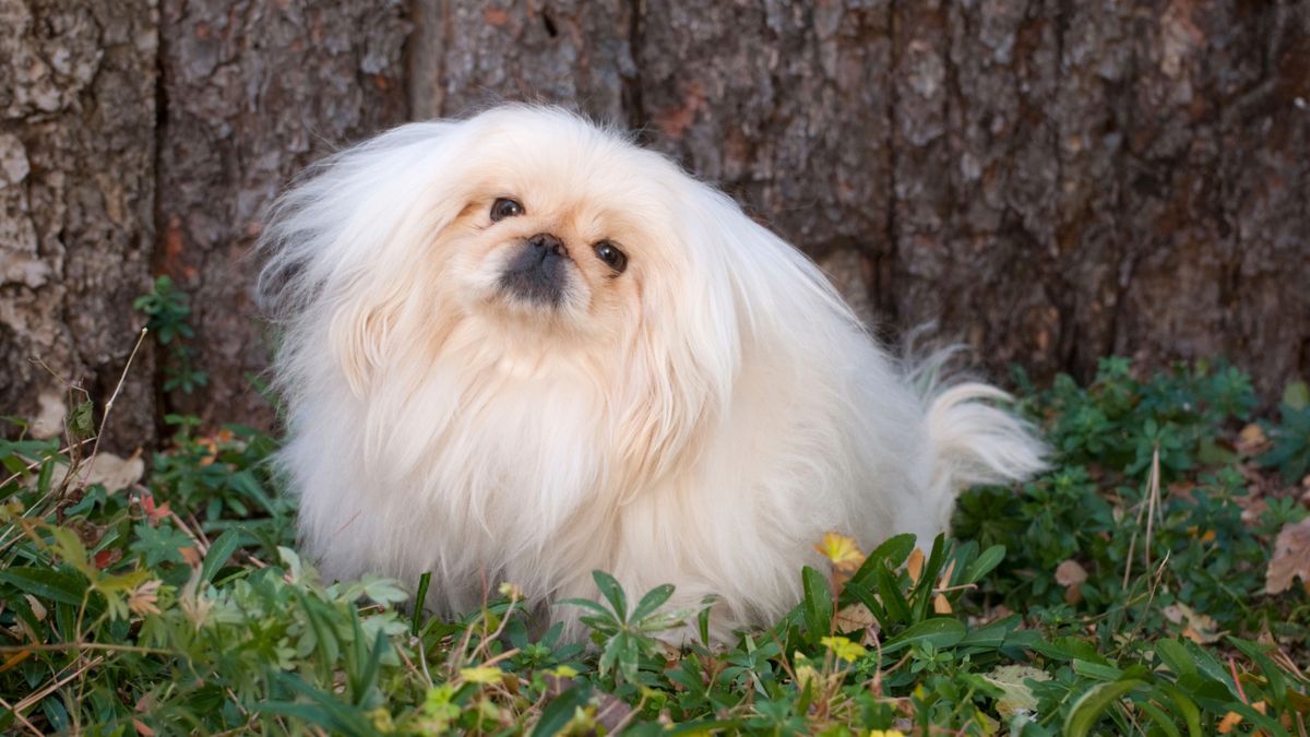 20 laziest dog breeds | PetsRadar