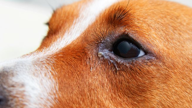 Eye discharge in dogs: Types, causes and treatment, according to a vet ...