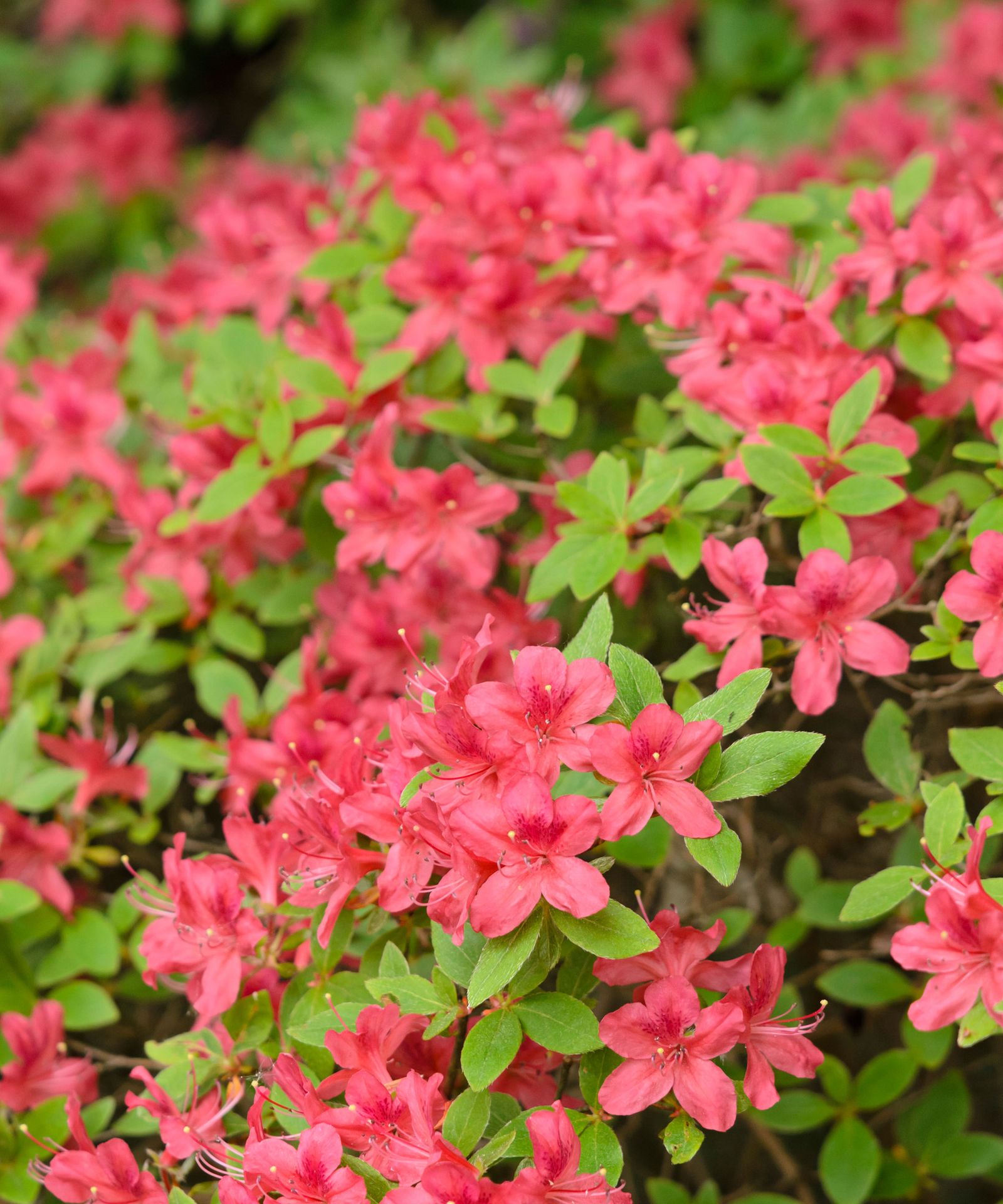 Azaleas care and growing guide: how to grow these shrubs | Gardeningetc