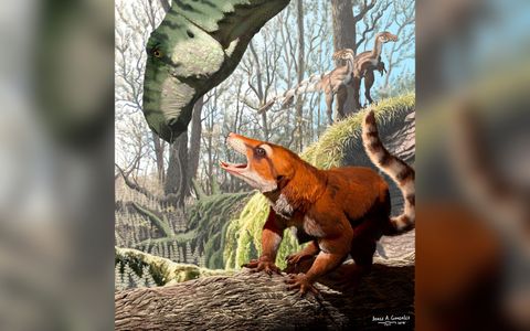 No, This Tiny Beast Is Not Half-Mammal, Half-Reptile (But It's Still ...