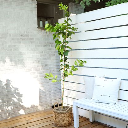 11 of the Best "Dwarf Trees" — Perfect for Small Backyards | Livingetc