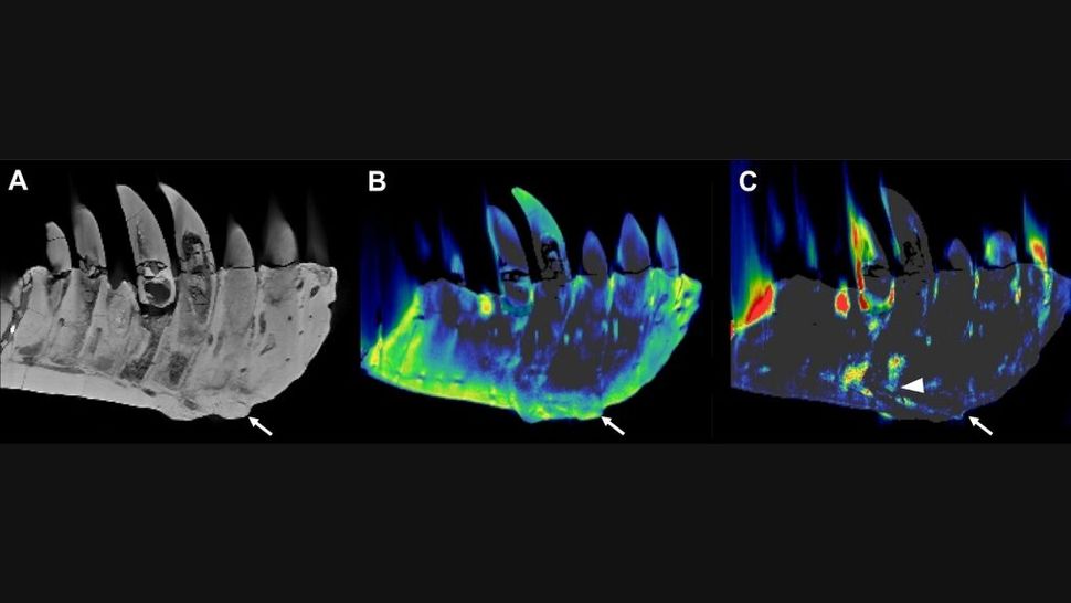Famous T. rex had a bone infection, new medical scans reveal | Live Science