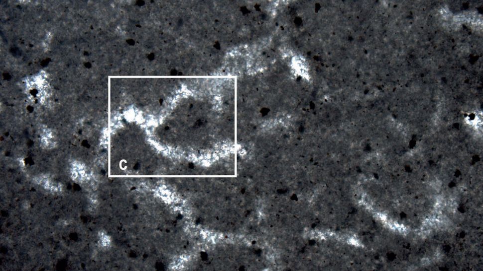 What was the first animal on Earth? | Live Science