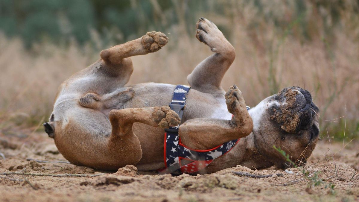 Weird things that dogs do that are actually completely normal | PetsRadar