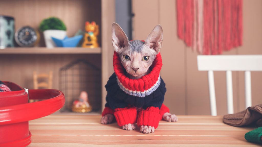 32 things you need to know about sphynx cats | PetsRadar