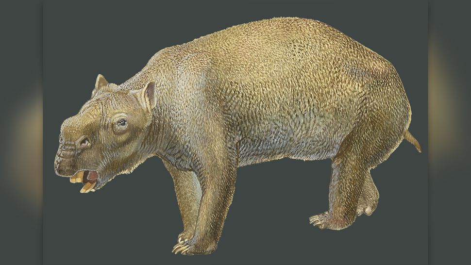 Ancient skeletons of largest-ever marsupial unearthed in Australia ...