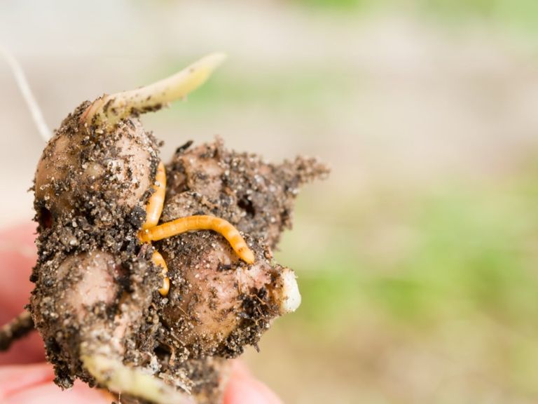 Wireworm Damage - Information On The Control Of Wireworms | Gardening ...
