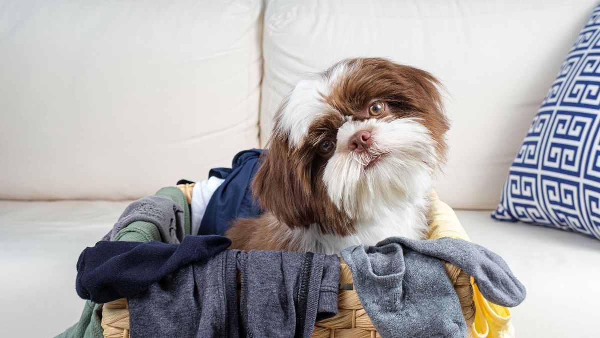 20 hardest dogs to train and challenging breeds | PetsRadar