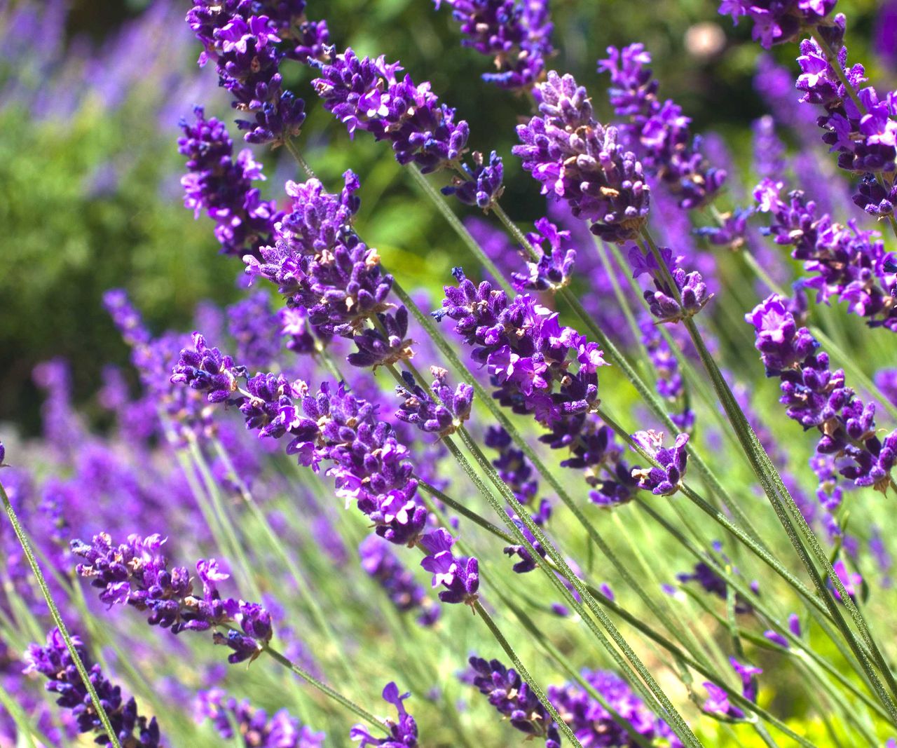 How to winterize lavender: expert seasonal plant advice | Homes and Gardens