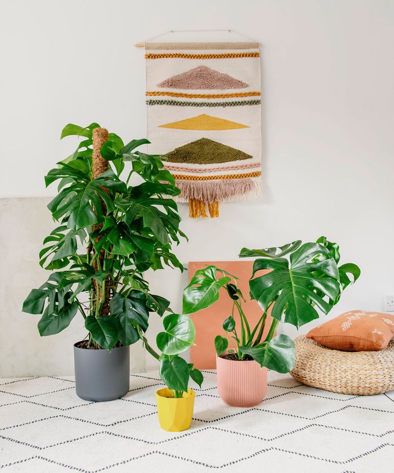 Swiss cheese plant care and growing tips: expert plant advice ...