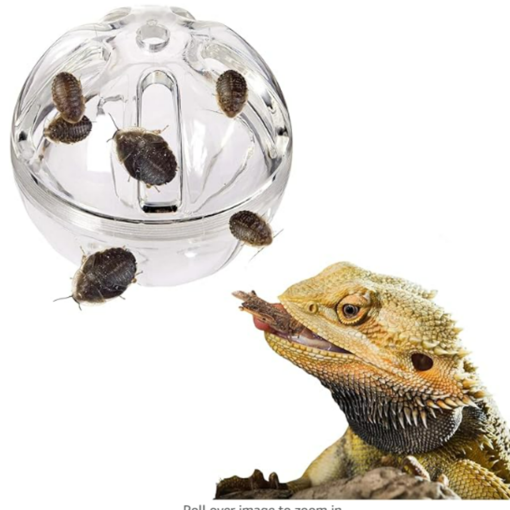 The best toys for pet lizards in 2025 for enrichment | PetsRadar
