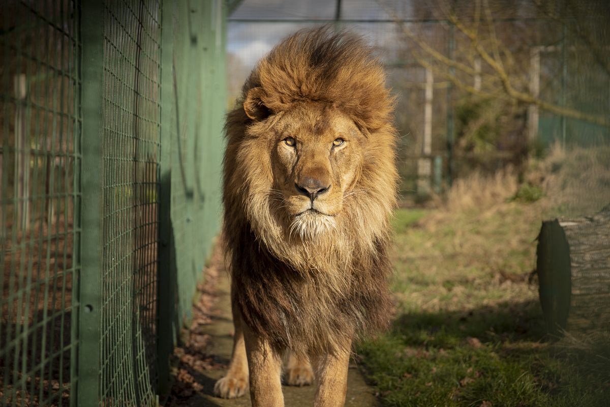 Big cat photo tips | Digital Camera World