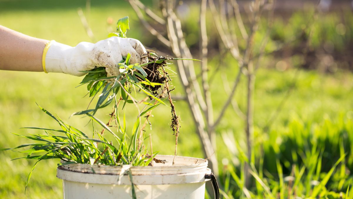 7 mistakes you’re making when pulling weeds | Tom's Guide