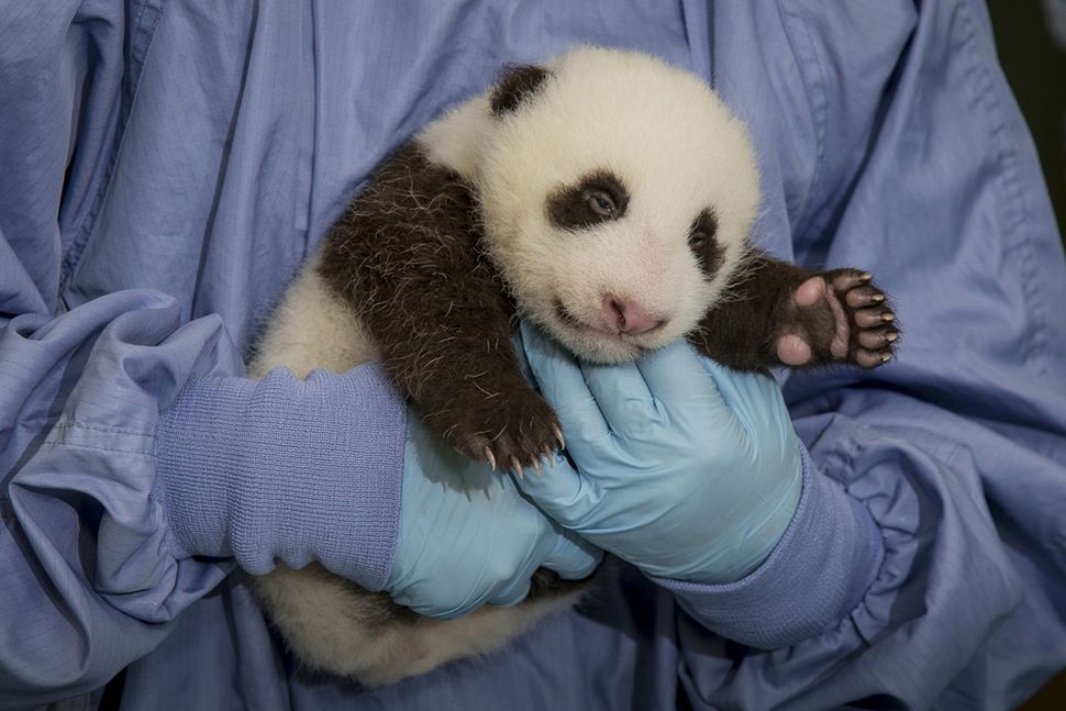 Baby Panda Pics: See a Cub Growing Up | Live Science