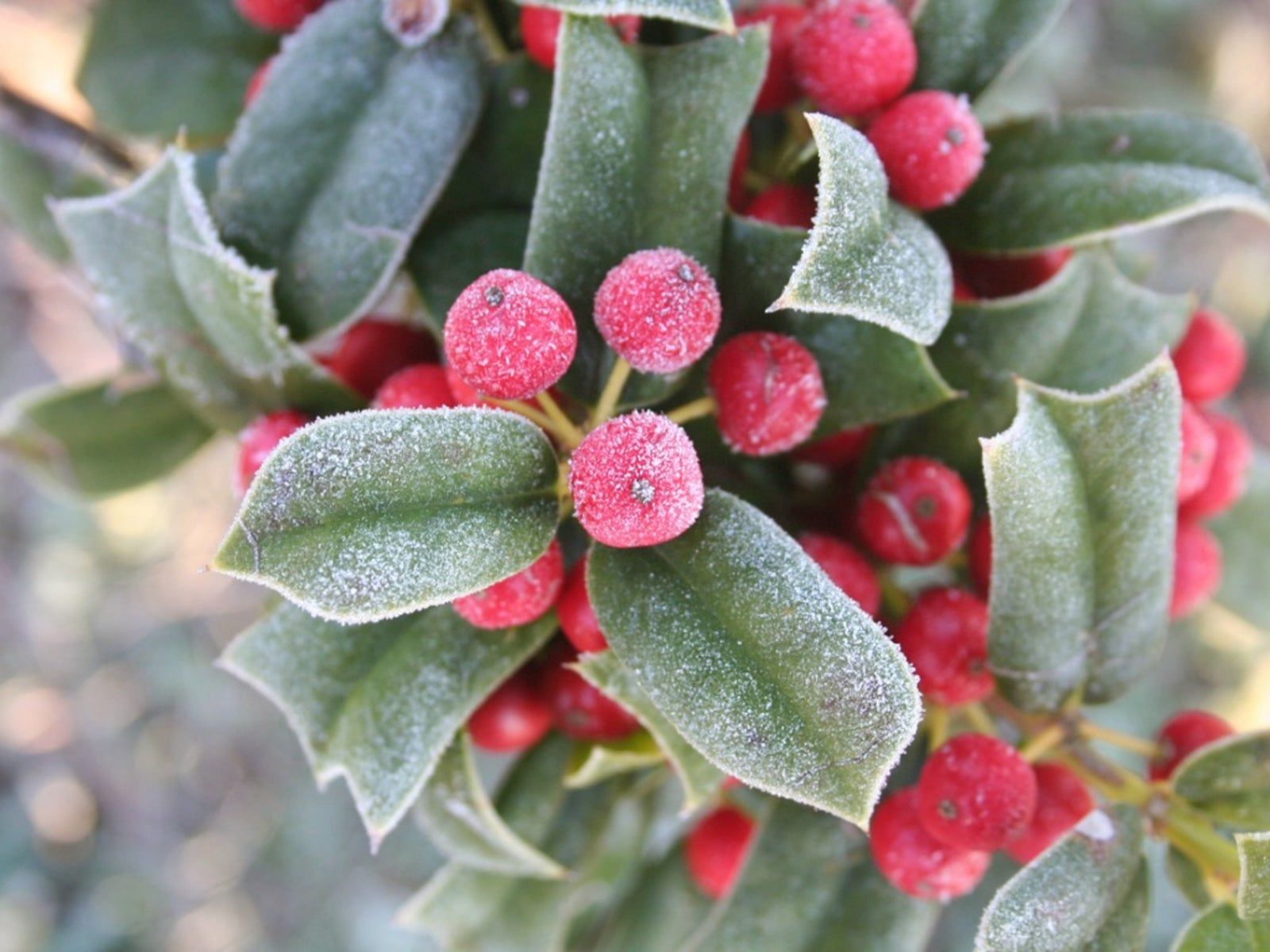 How To Winterize A Holly Bush - What To Do With Holly In Winter ...