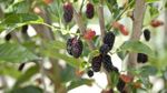 How to grow a damson tree - expert tips for healthy trees | Homes and ...