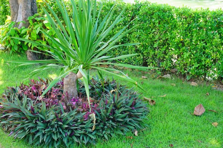 Planting Dracaena In The Landscape: Caring For Outdoor Dracaena Plants ...