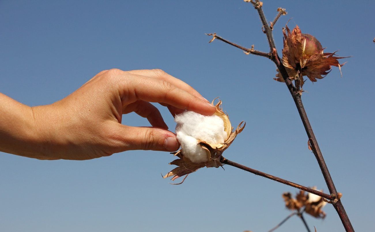 Cotton Harvest Time: Learn When To Harvest Cotton Grown At Home ...