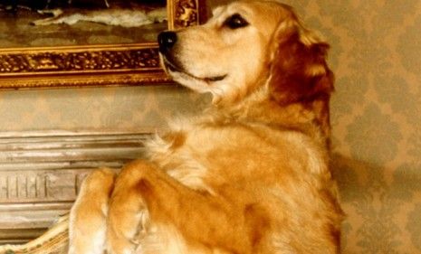 Communion for dogs? | The Week