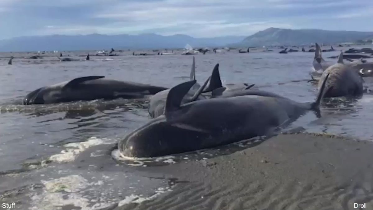 Hundreds of whales die in mass stranding on New Zealand beach | The Week