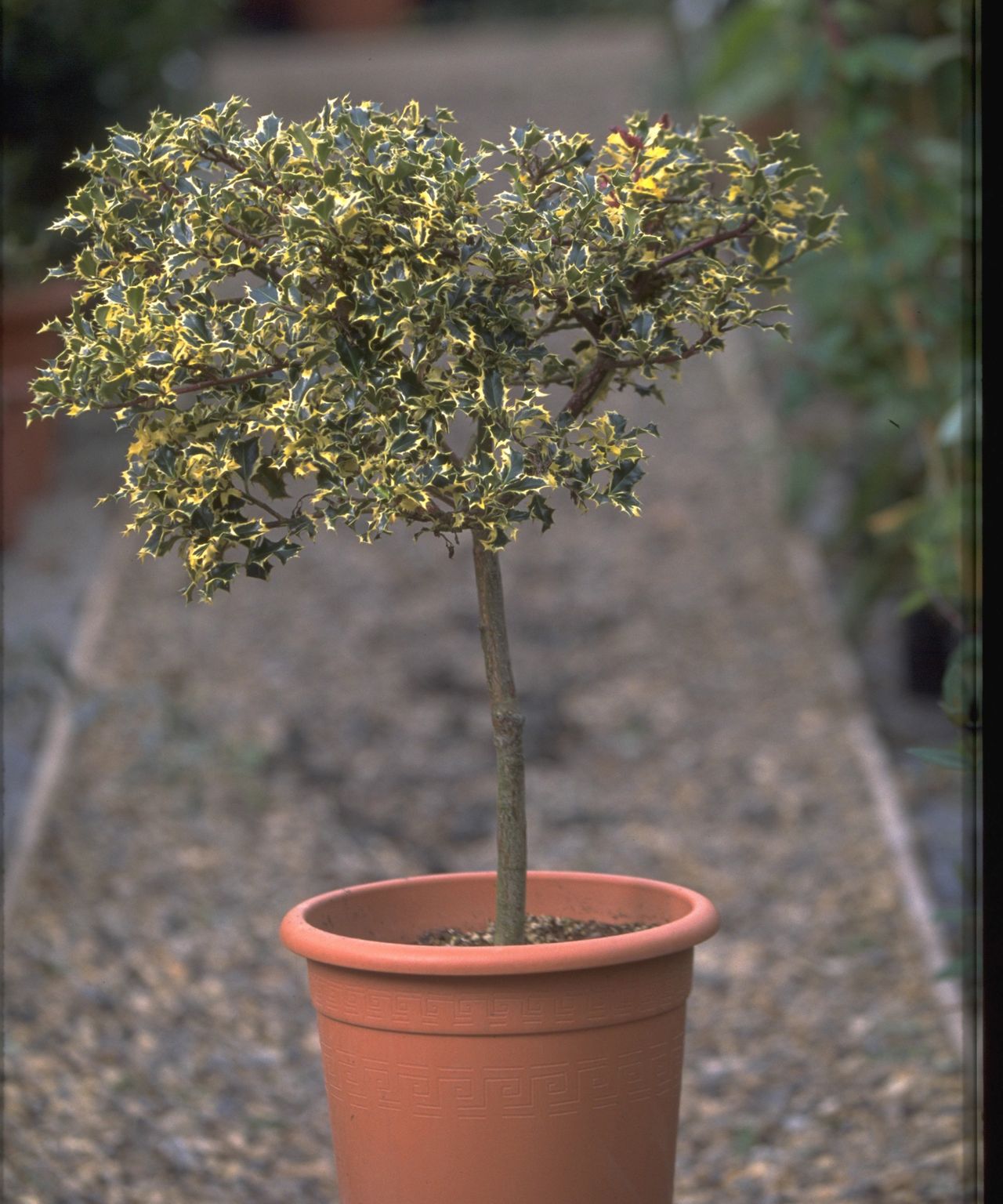 How and when to prune holly bushes for the best results | Gardeningetc