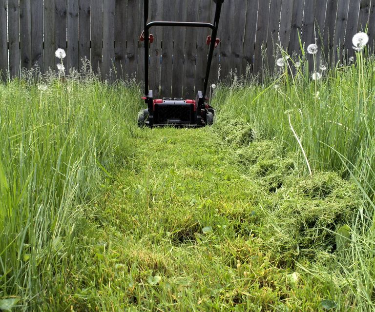 Turf experts reveal how to fix an overgrown lawn in 4 steps | Homes and ...