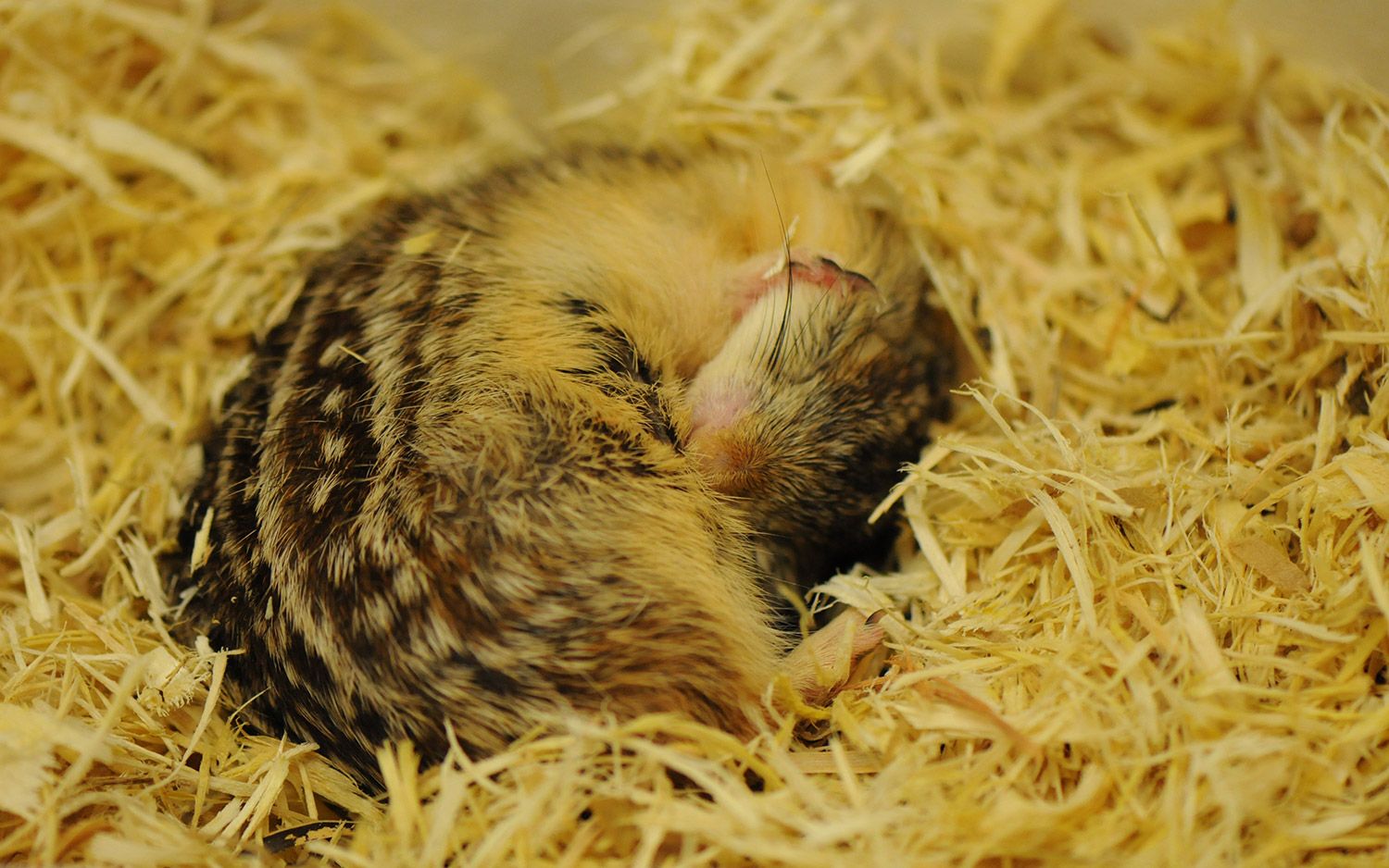 How Adorable Hibernating Squirrels Could Help Scientists Preserve Human ...