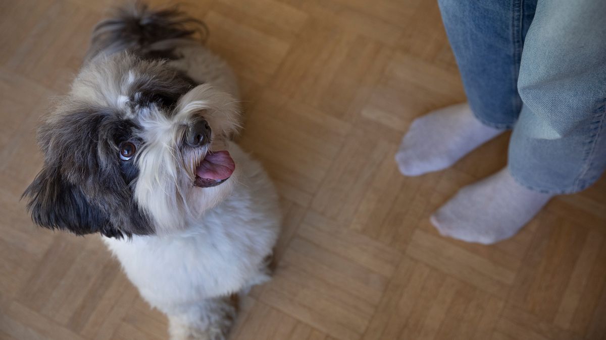 16 best dog breeds for remote workers | PetsRadar