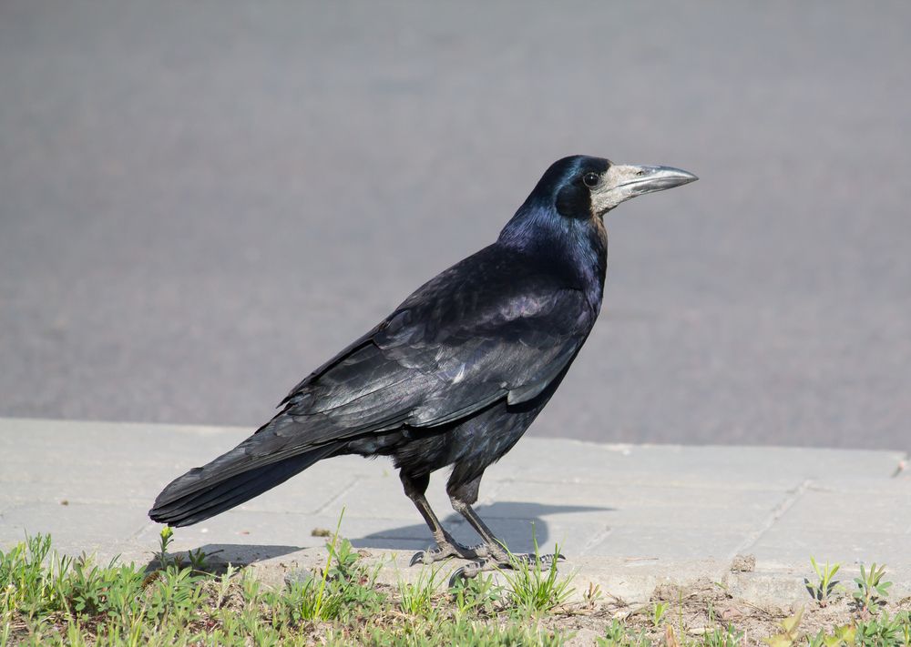 Facts About Crows | Live Science