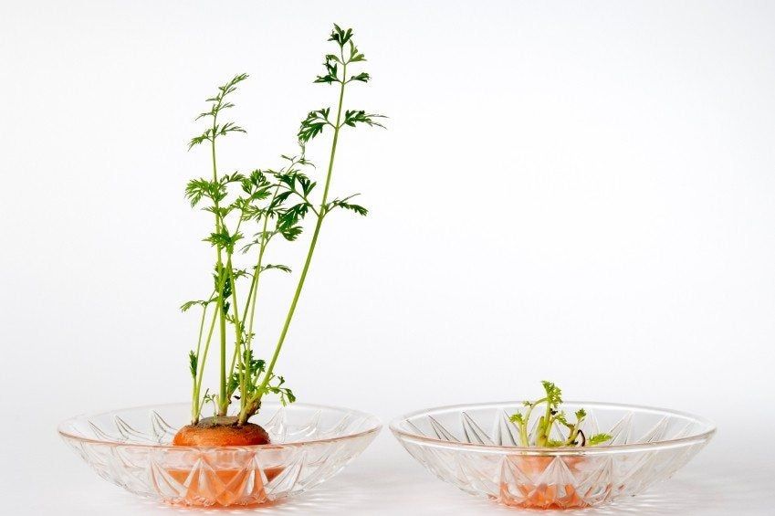 Grow Carrot Tops: Growing Carrots From Carrot Tops | Gardening Know How