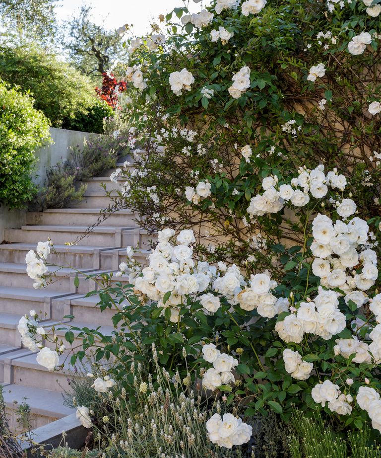 How to plant climbing roses | Homes and Gardens