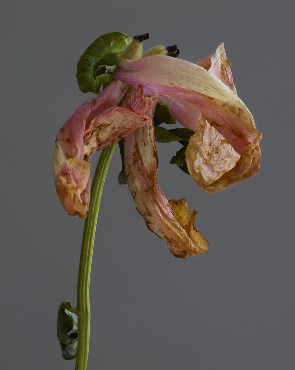 Rankin interview: “If I want to do something, I don’t see any mountain ...