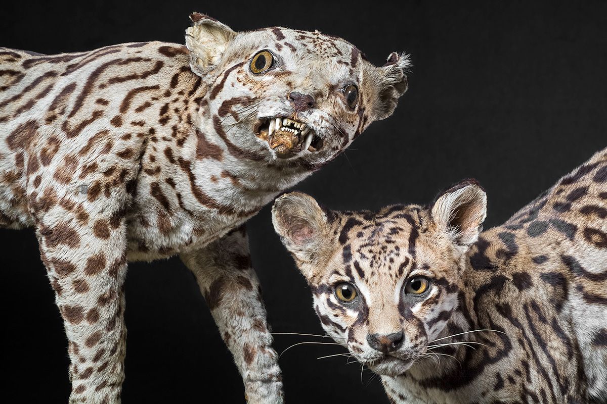 In Photos: Animal Taxidermies Are Uncannily Lifelike | Live Science