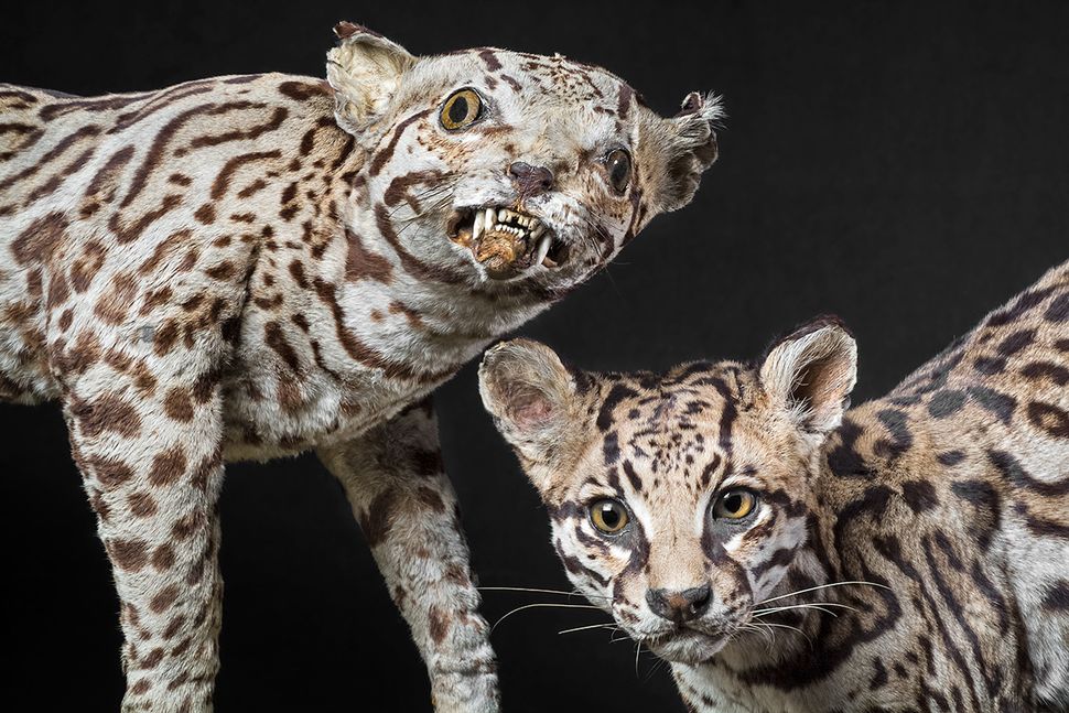 In Photos: Animal Taxidermies Are Uncannily Lifelike | Live Science