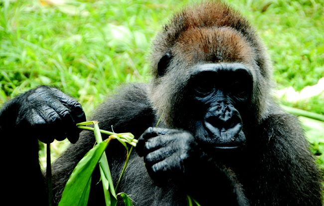 Images: Gorilla Species & Subspecies | Live Science
