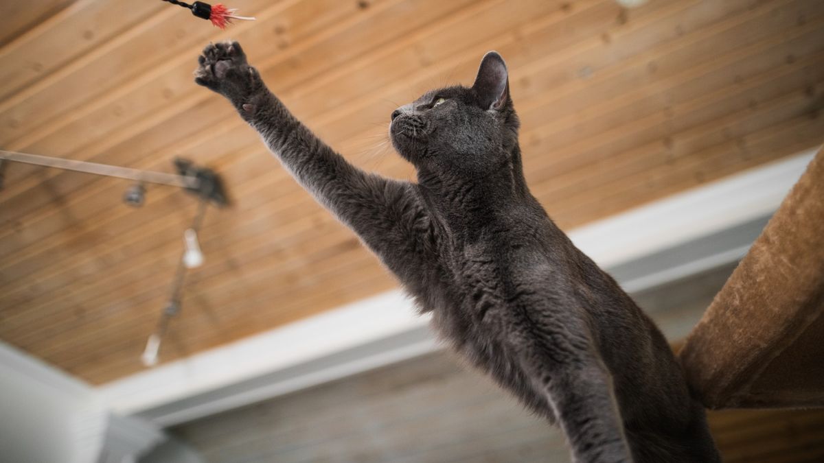 32 things to know about Russian blue cats | PetsRadar