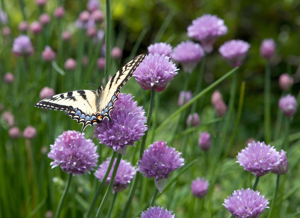 How to harvest chives: and enjoy this delicious tasting herb | Homes ...