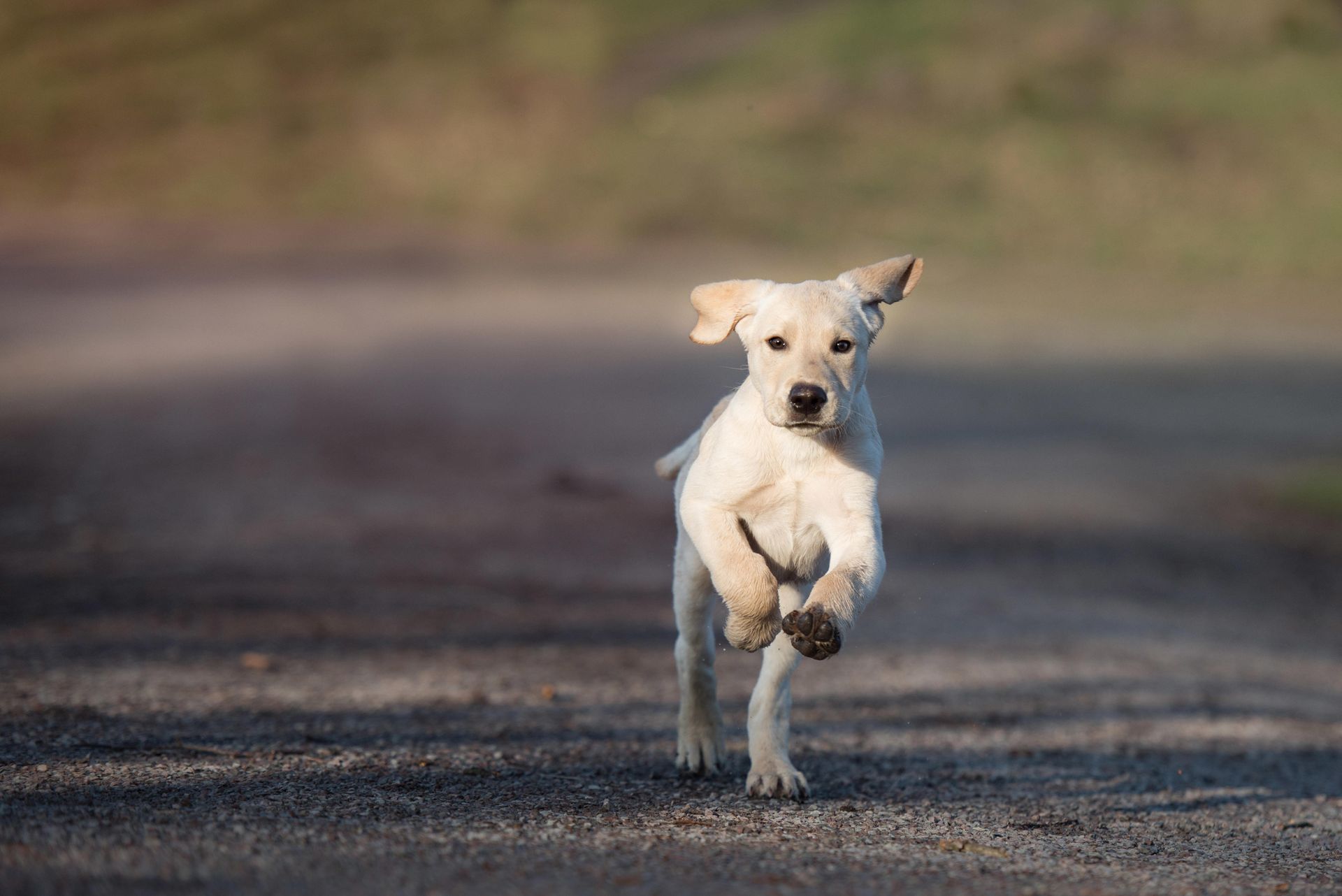 How do I stop my dog barking at people coming up to my house? Expert ...