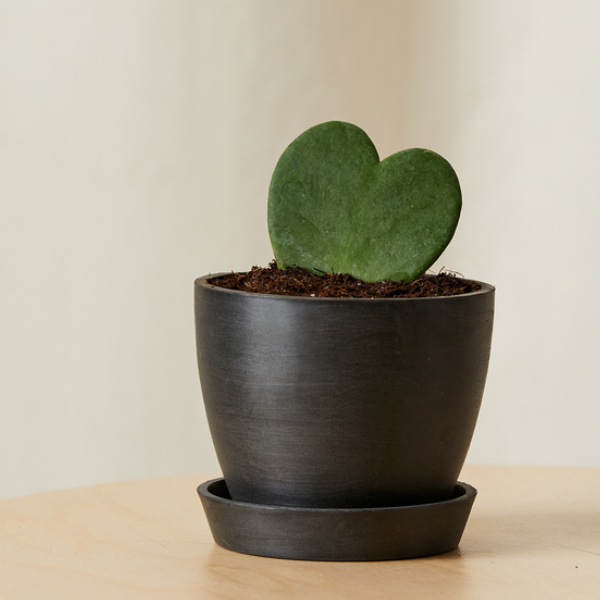 8 of the best tiny houseplants for small spaces and gift giving | Homes ...