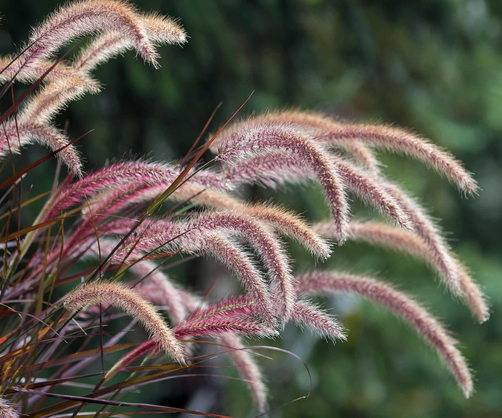 Best burgundy flowers and plants: 5 gorgeous picks | Homes and Gardens