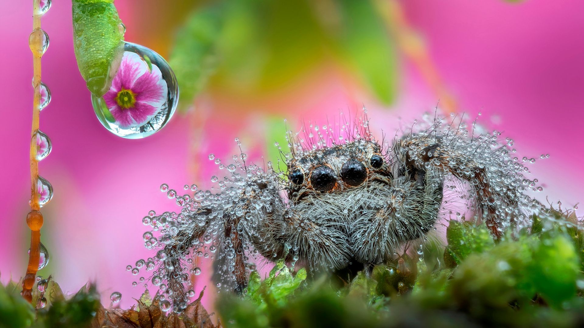 Sweet dreams, spidey: Arachnids experience REM sleep, and may even ...