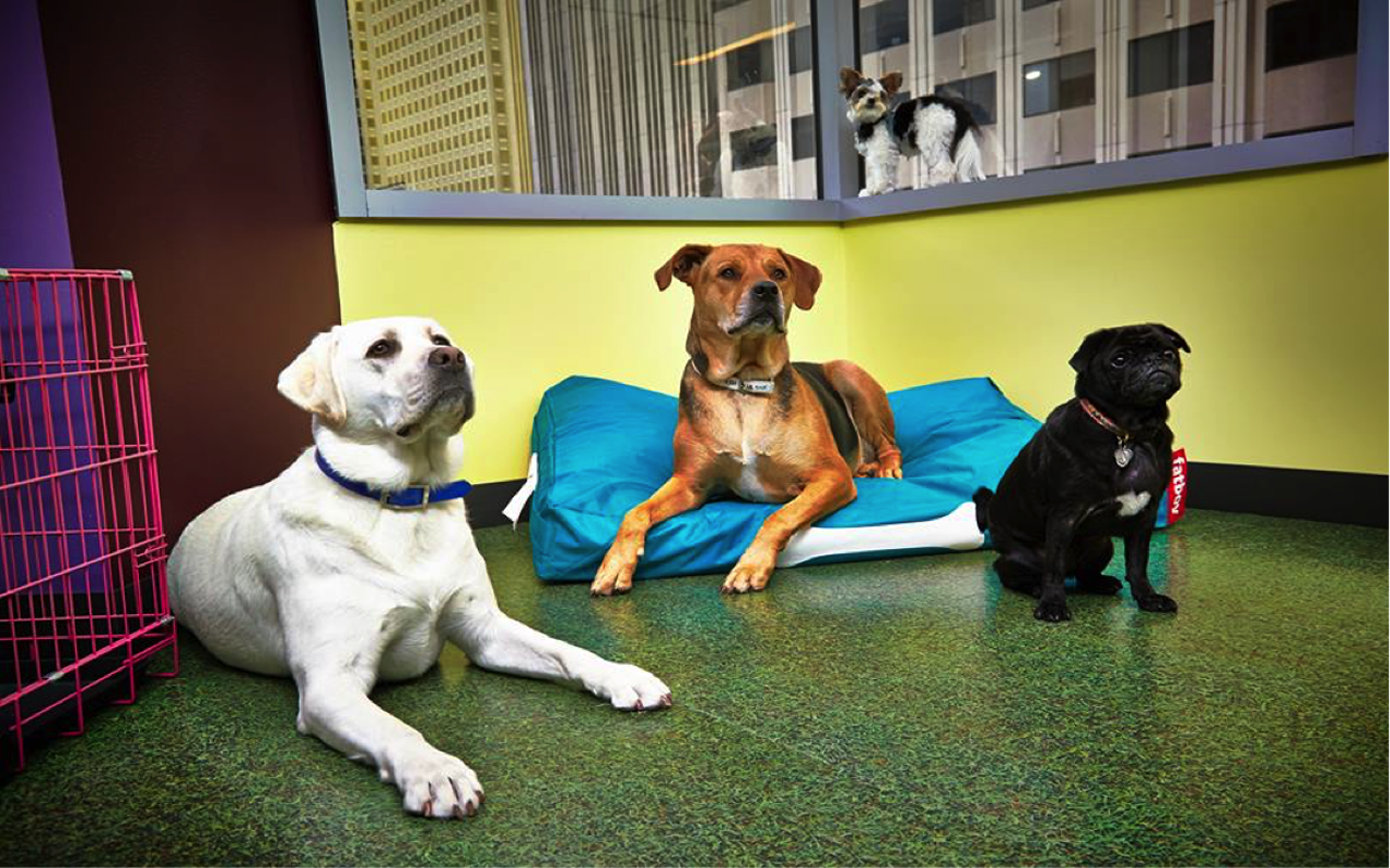 10 Big Employers That Let You Bring Your Dog to Work | Kiplinger