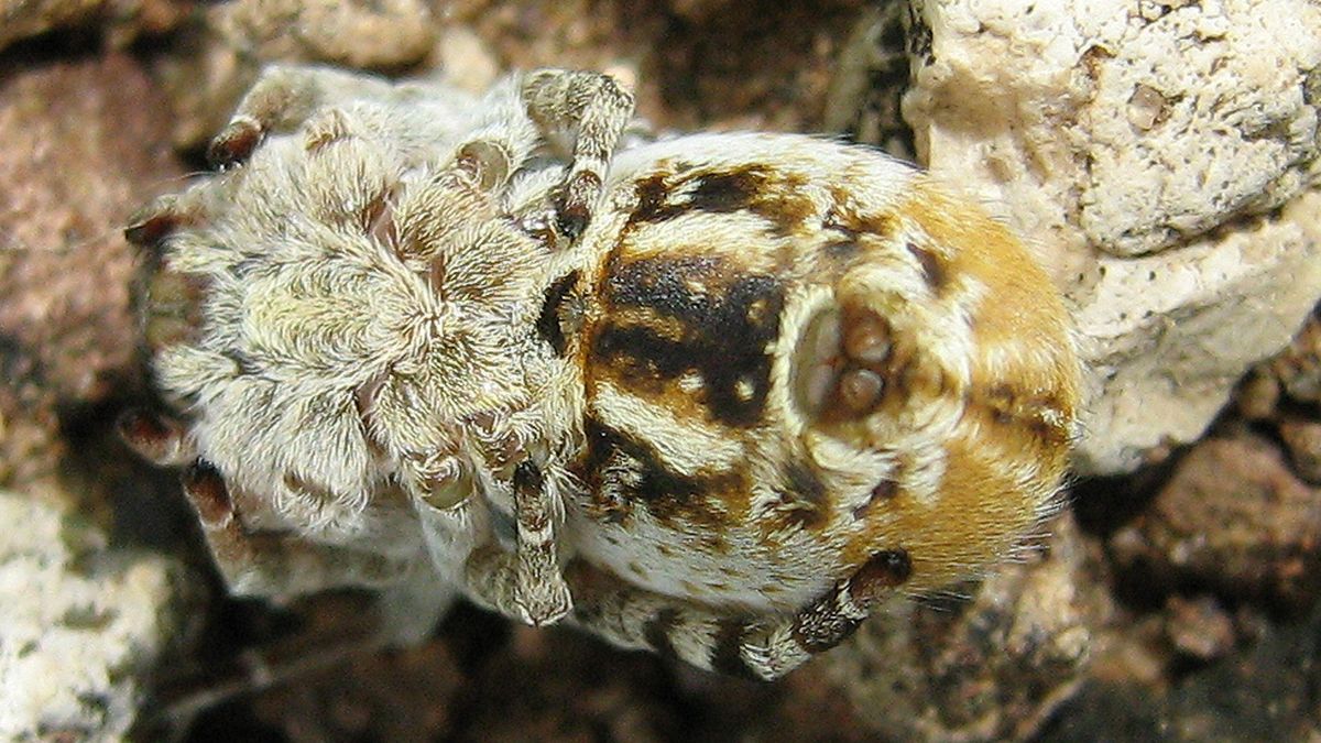 Watch 1,000 baby spiders devour their mothers and aunties alive in ...